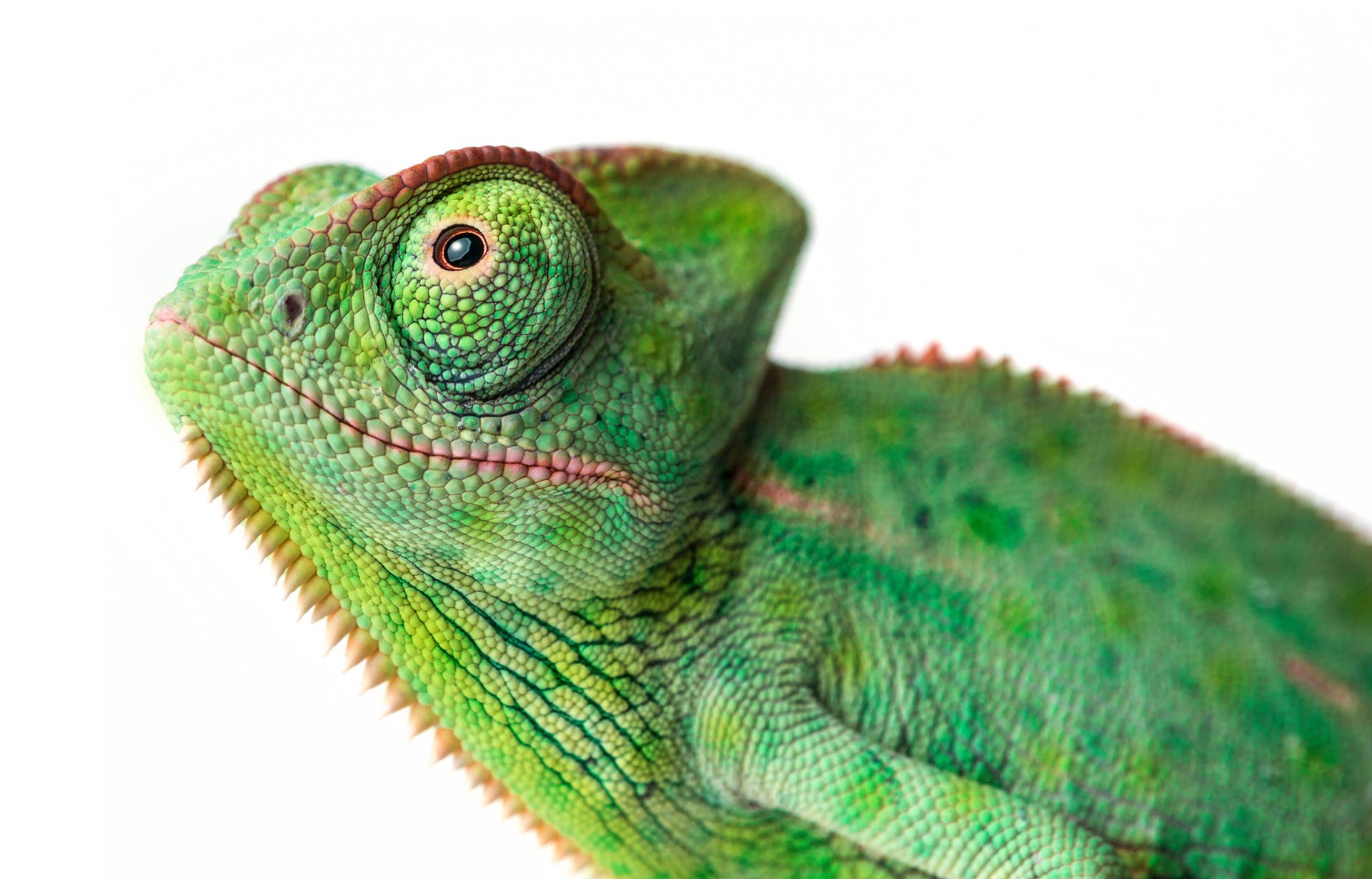 Chameleon Dancing to Drake Is Such a Vibe - PetHelpful