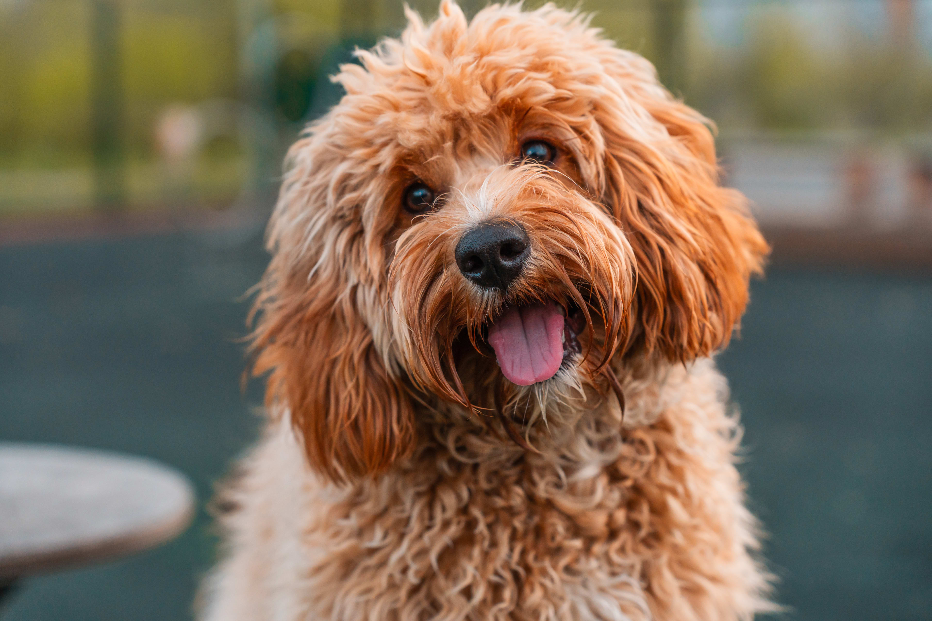 This Cute and Cozy Pet Couch Doubles as Storage - PetHelpful