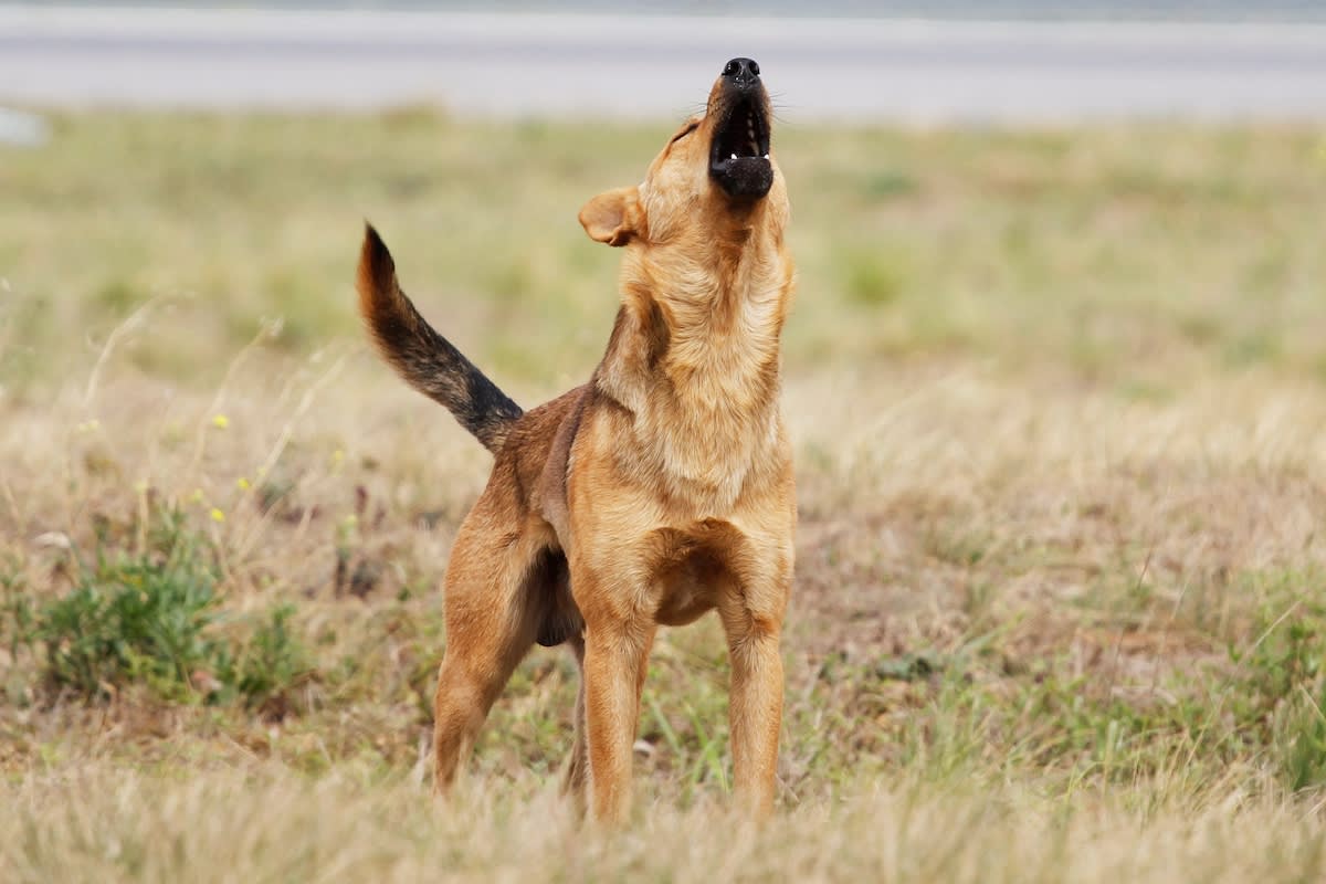 Shepherd Puppy's Howls After Being Abandoned and Rescued at a Gas ...