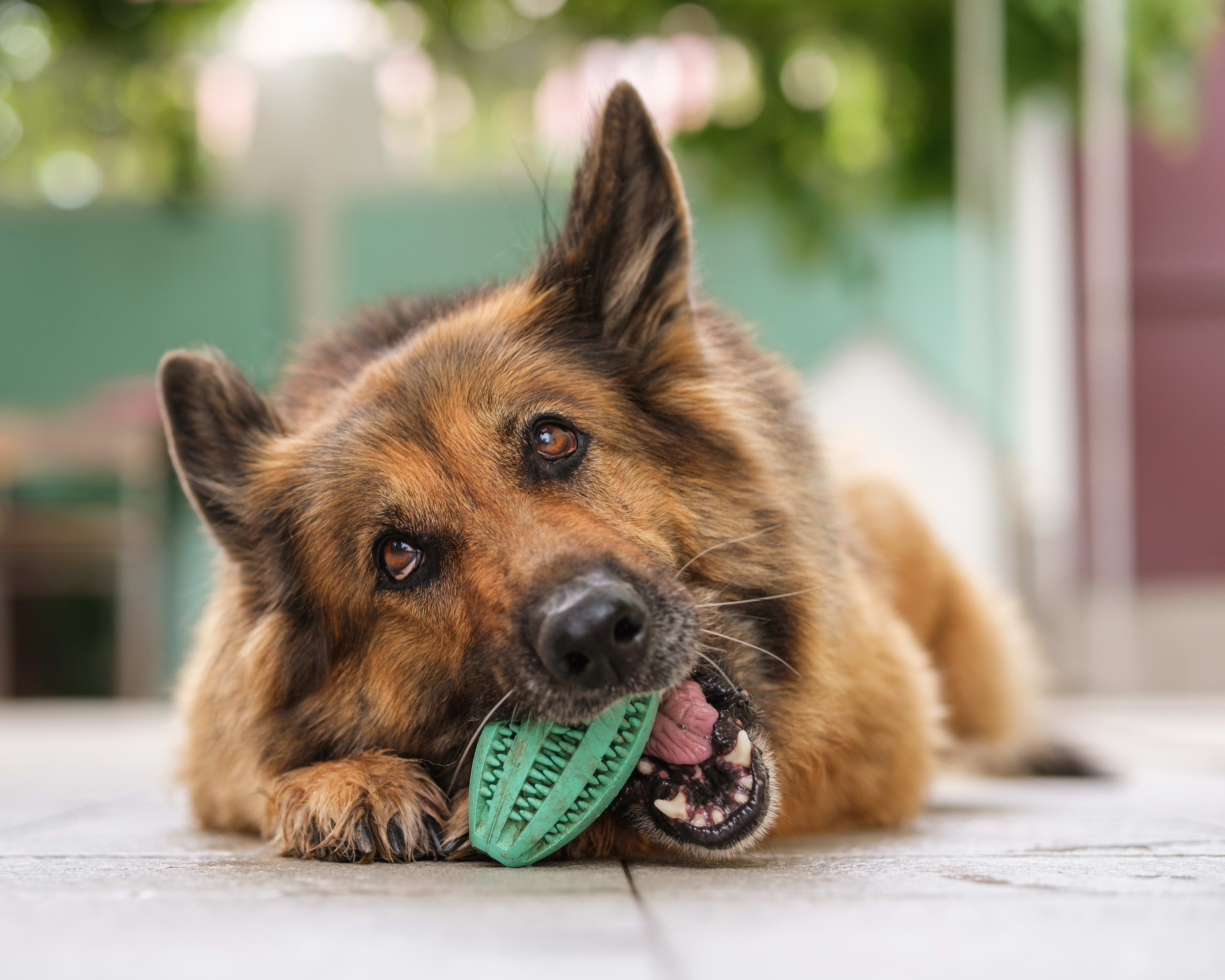 Woman Hilariously Lists All the Things Her German Shepherd Has Eaten ...