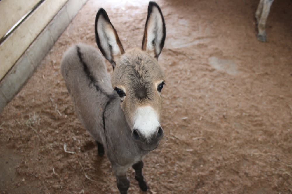 Baby Donkey's Bedtime Zoomies Have Parents Laughing - PetHelpful