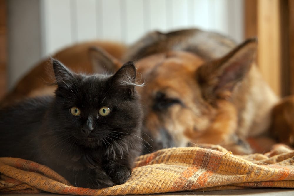 Cat Terrorizes German Shepherd for Hours and He Handles It Like a Saint ...