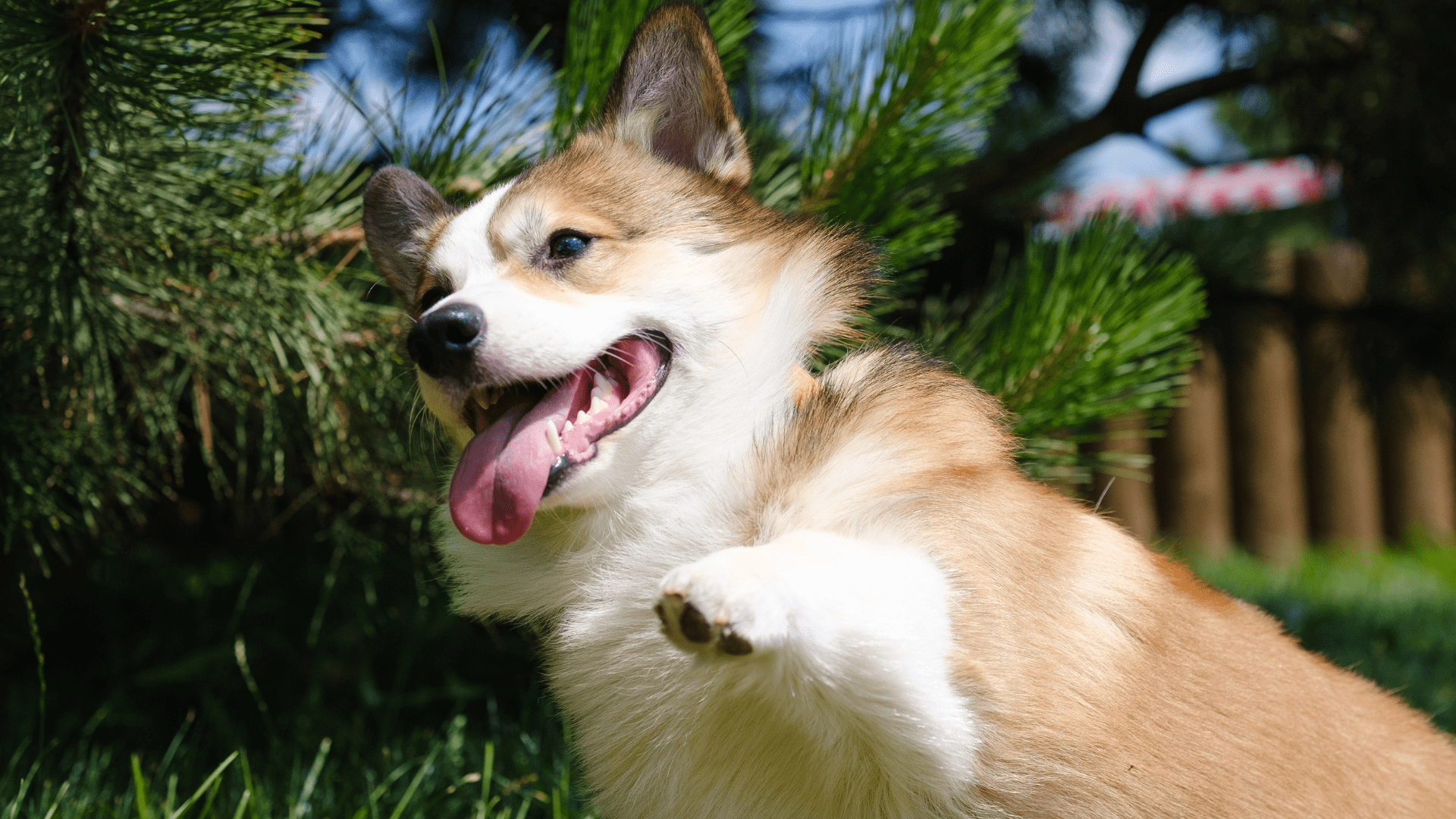 Corgi Does Her ‘Special Trick’ Every Time She Wants Attention & It ...