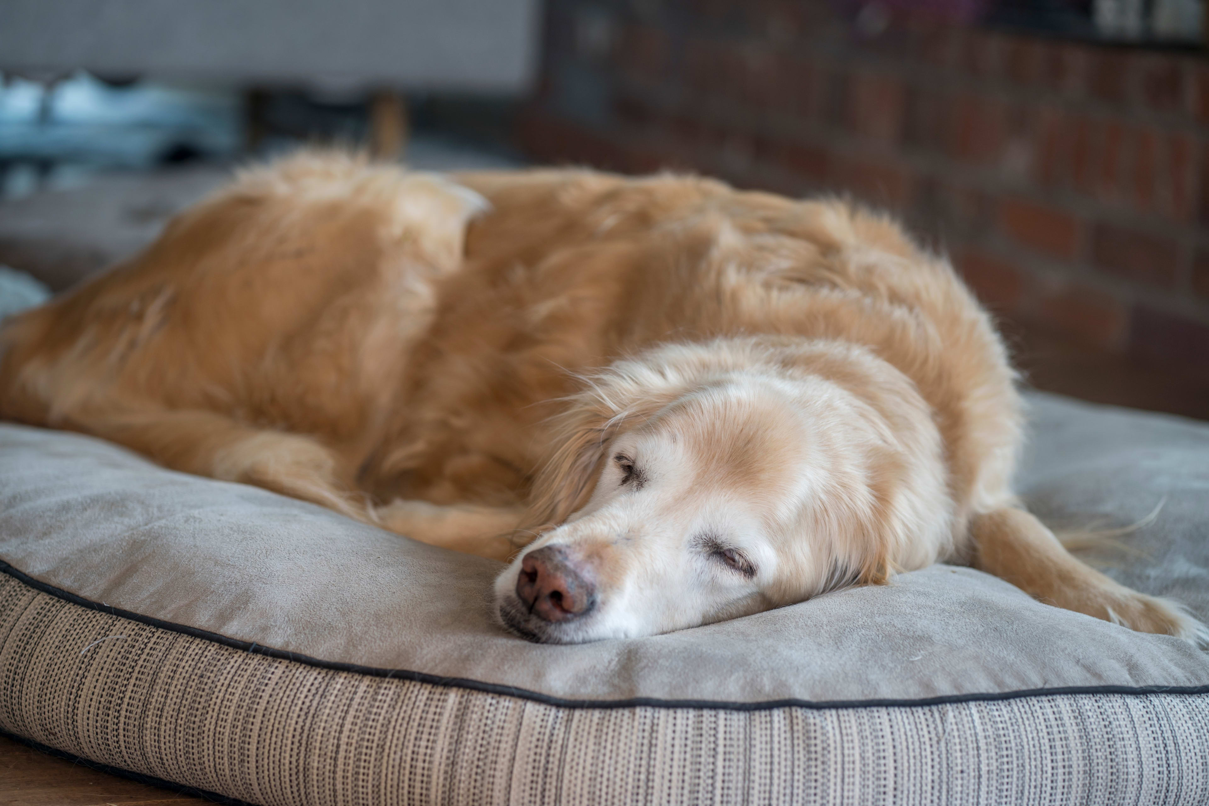 Watch Brave Senior Golden Retriever Face His New Home's Stairs - PetHelpful