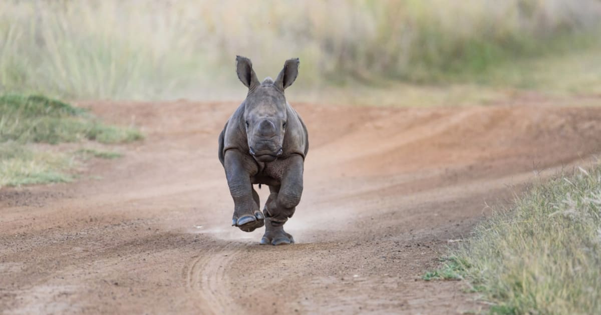 Baby Rhino’s Adorable ‘Squeak’ Is Making Everybody Smile - PetHelpful