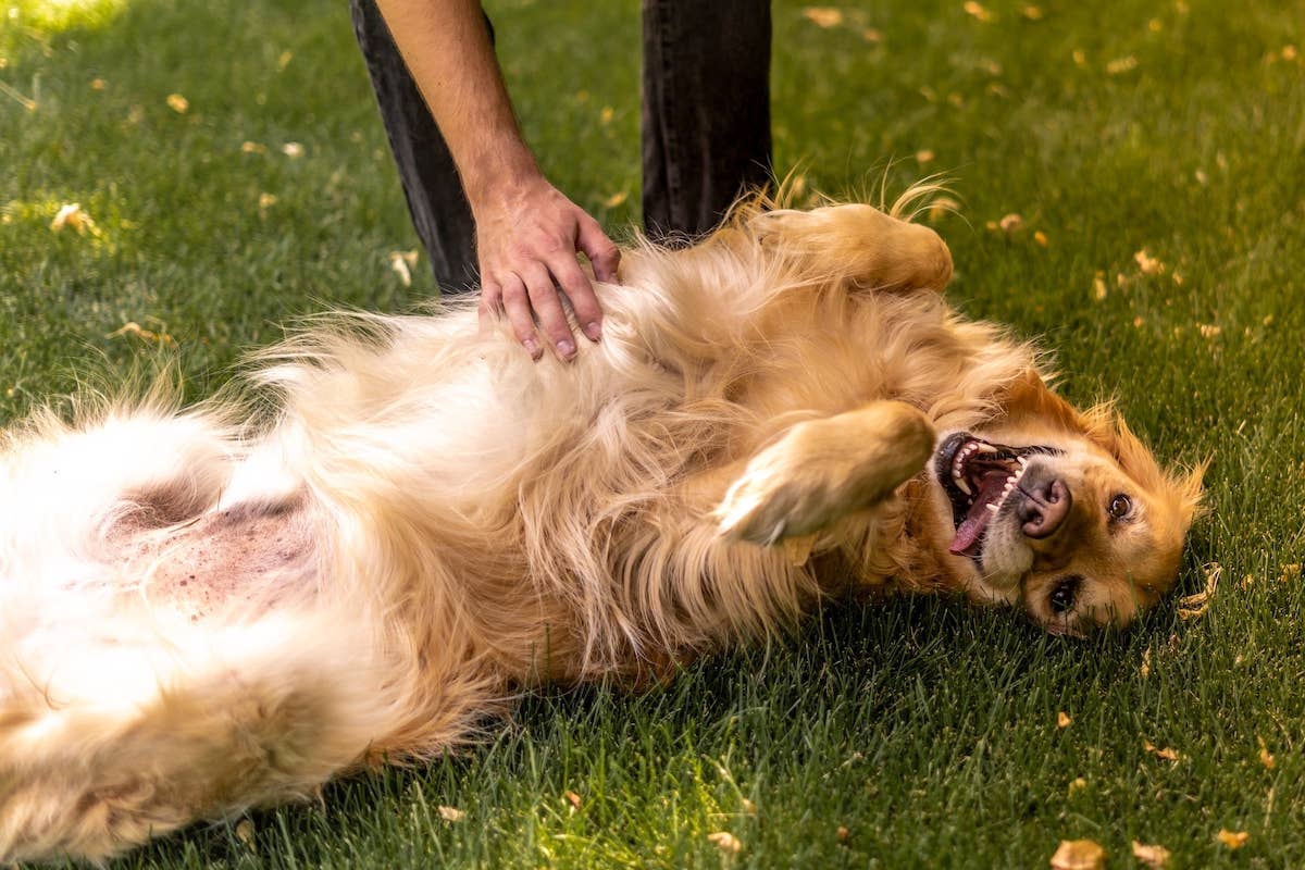 Golden Retriever's Epic Belly Rub From Seattle Mariner's Mascot Was the ...