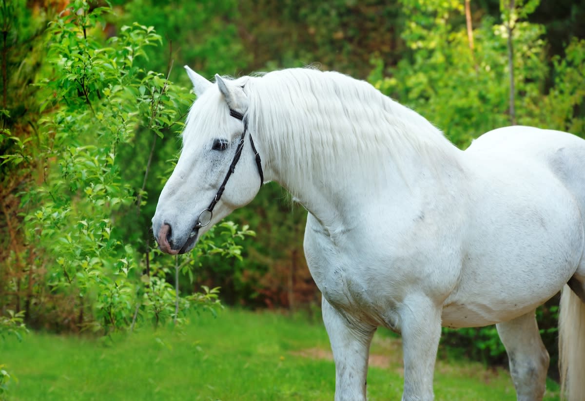 Police Horse Taking a Break To Play With Traffic Cone Proves Working ...