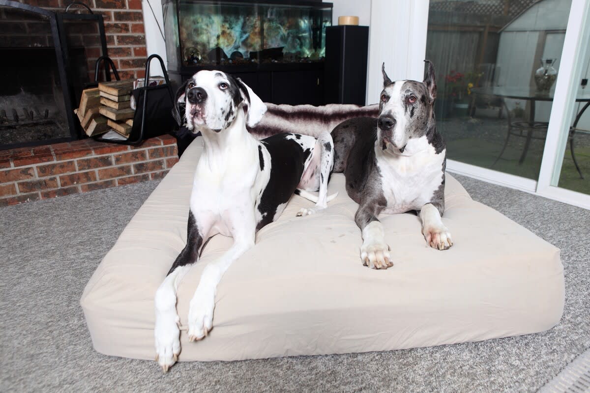 Enormous Canine Siblings’ Living Room ‘Dog House’ Is Nicer Than Most ...