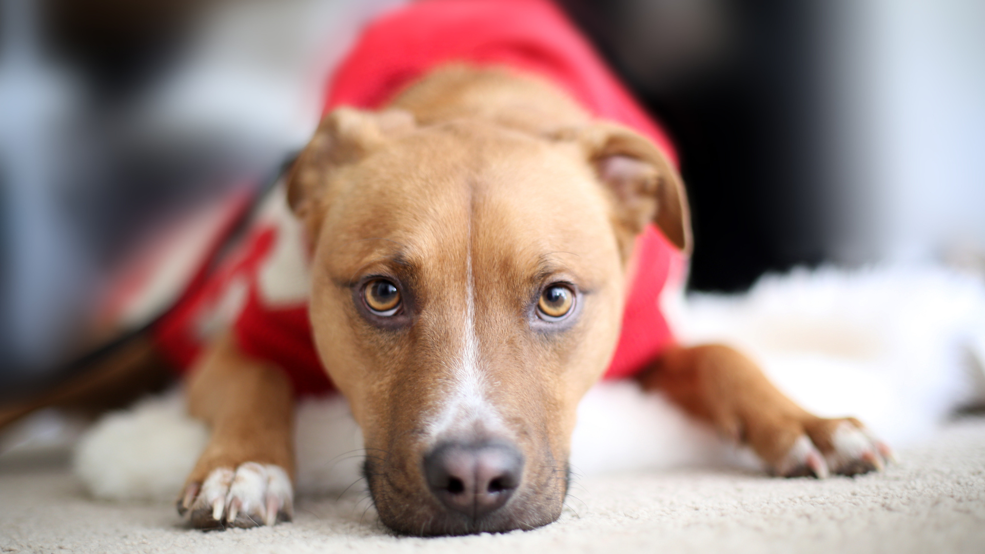 Precious Pit Bull Shutting Down From Too Much Time in the Shelter Is So ...