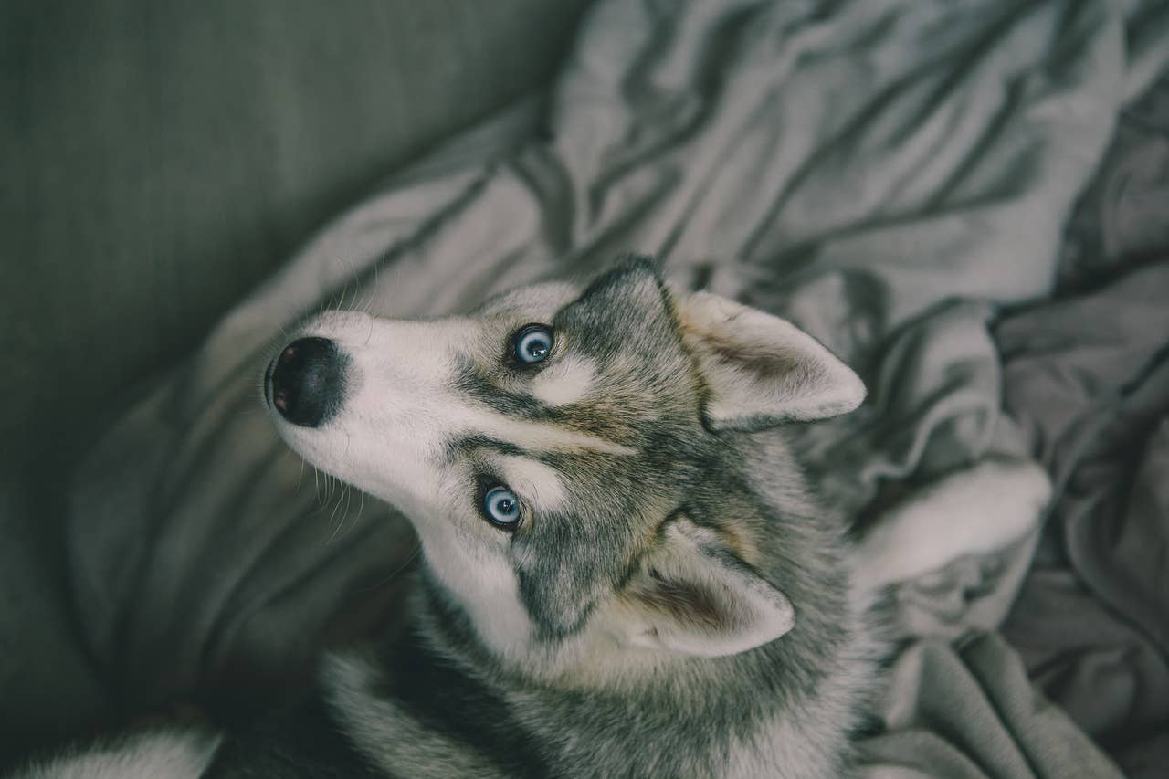 Cute Girl Dog Names For Grey Dogs