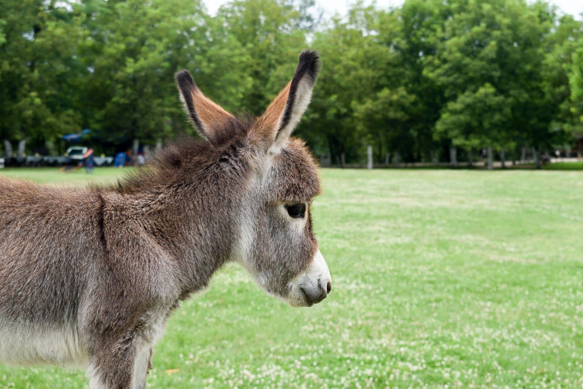 Sweet Baby Donkey Playing in Pasture for First Time Will Make Anyone's ...