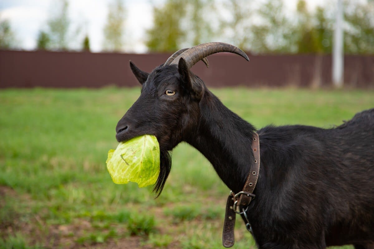 Precious Goat Is ‘Professional Moocher,’ Devouring Mom's Salad Like It ...