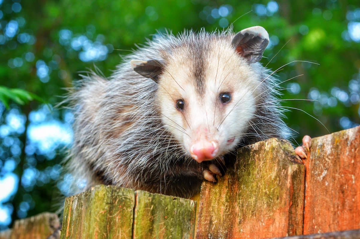 Curious Possum Breaks Into South Carolina Humane Society Like It Owns ...