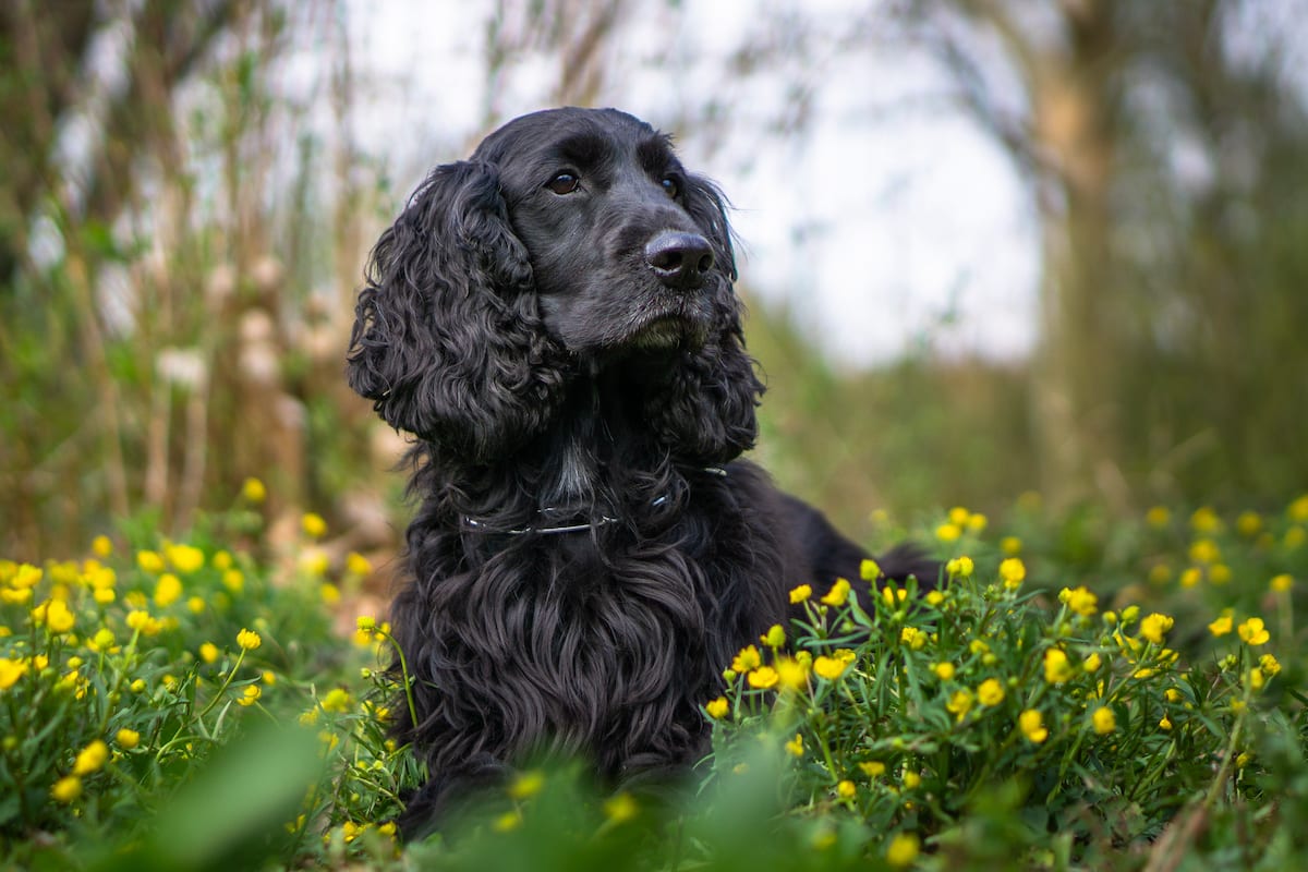 Prince William's Cocker Spaniel Makes TV Debut In Eugene Levy's 'The ...
