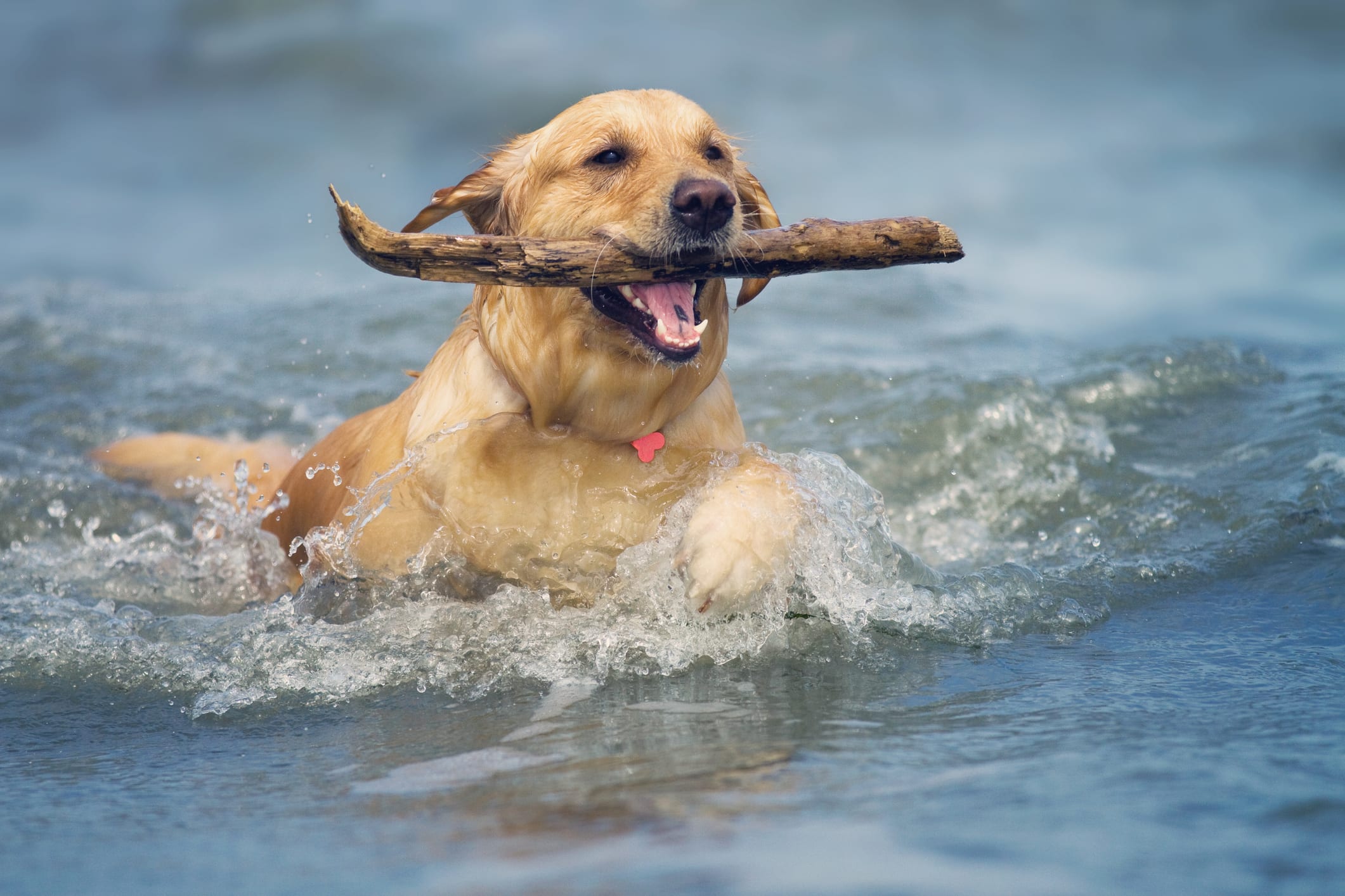 150 Ocean Names for Dogs That Give Beach Vibes - PetHelpful