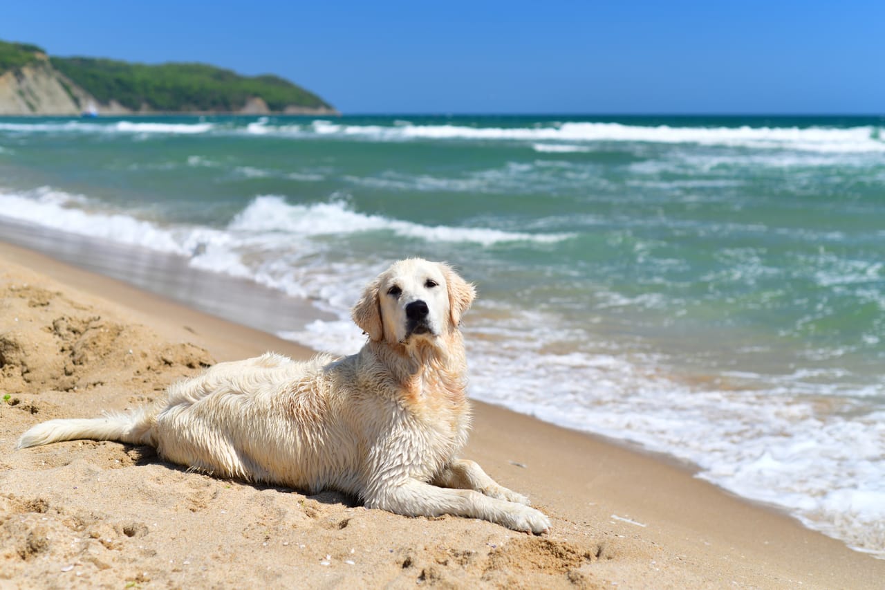 150 Ocean Names for Dogs That Give Beach Vibes - PetHelpful
