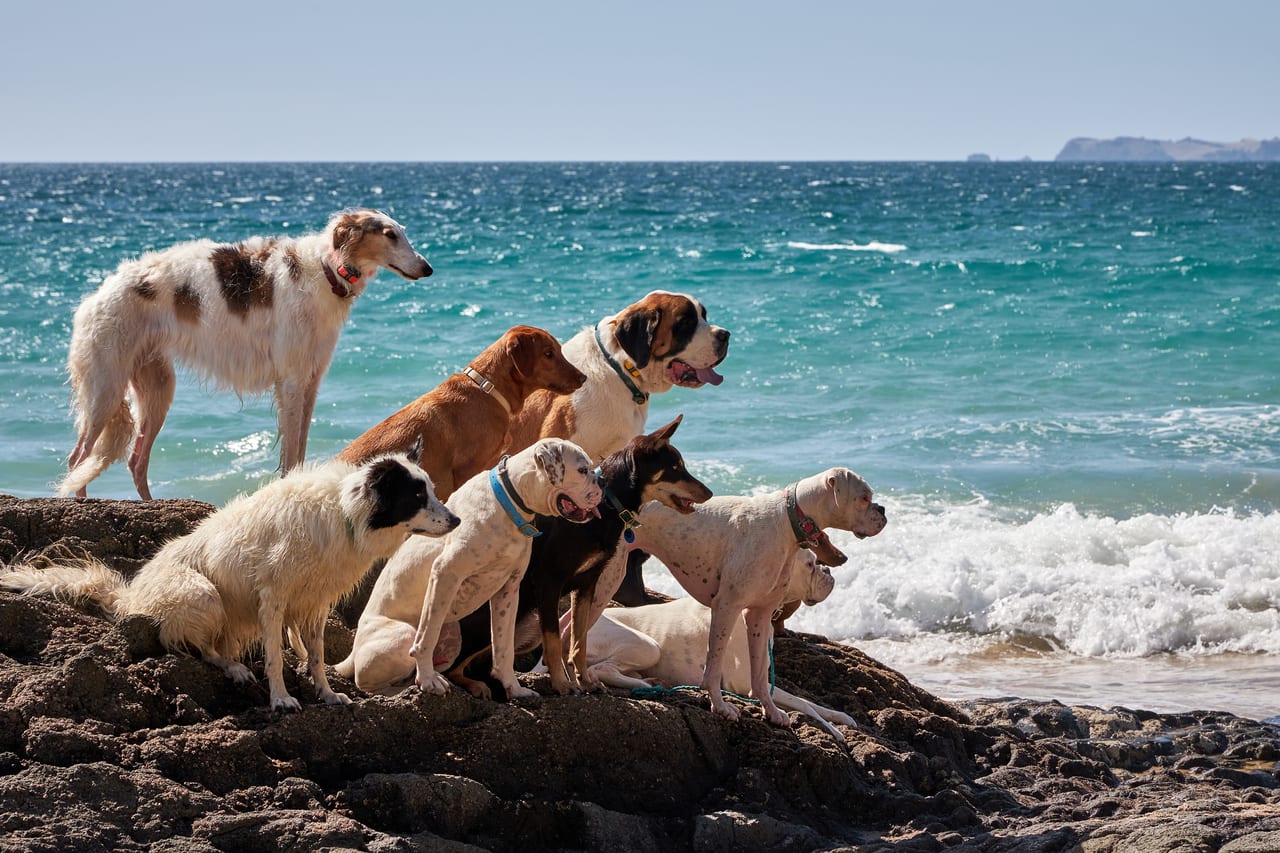 150 Ocean Names for Dogs That Give Beach Vibes - PetHelpful