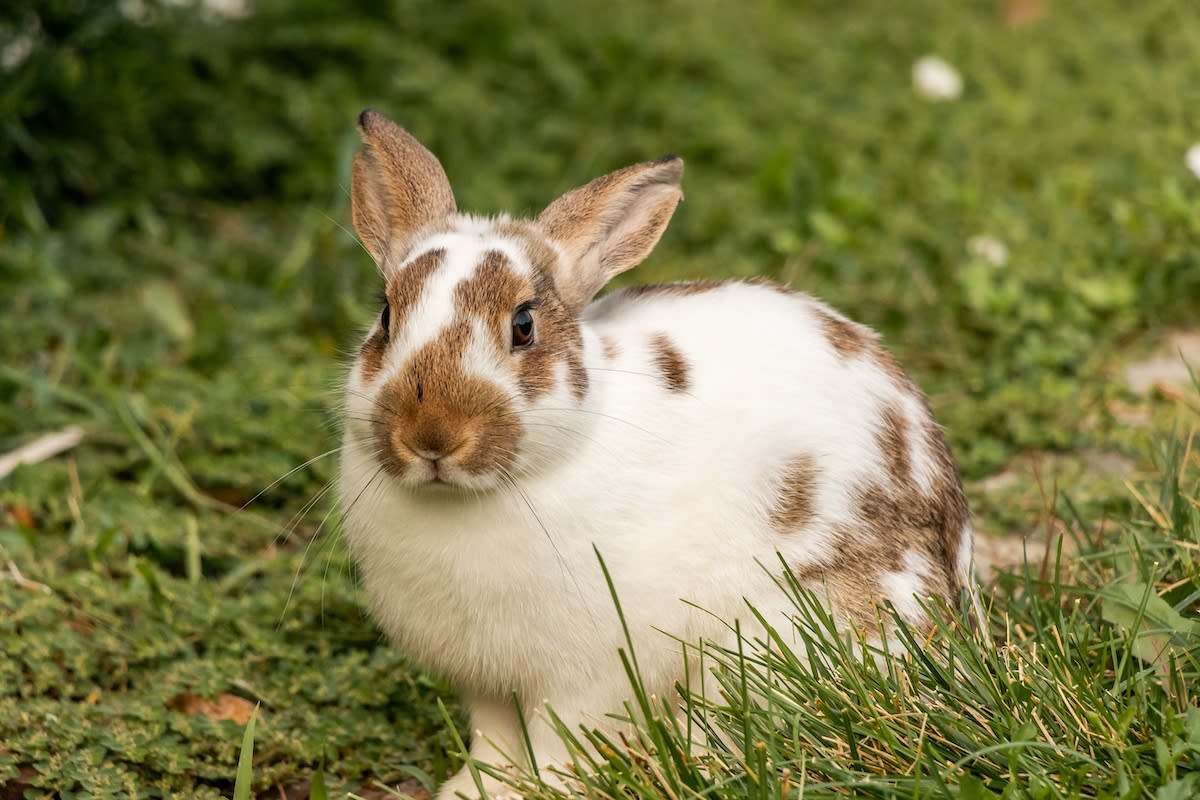 Loving Pet Rabbit Abandoned in a Park Asks For Help for 2 Weeks Before ...