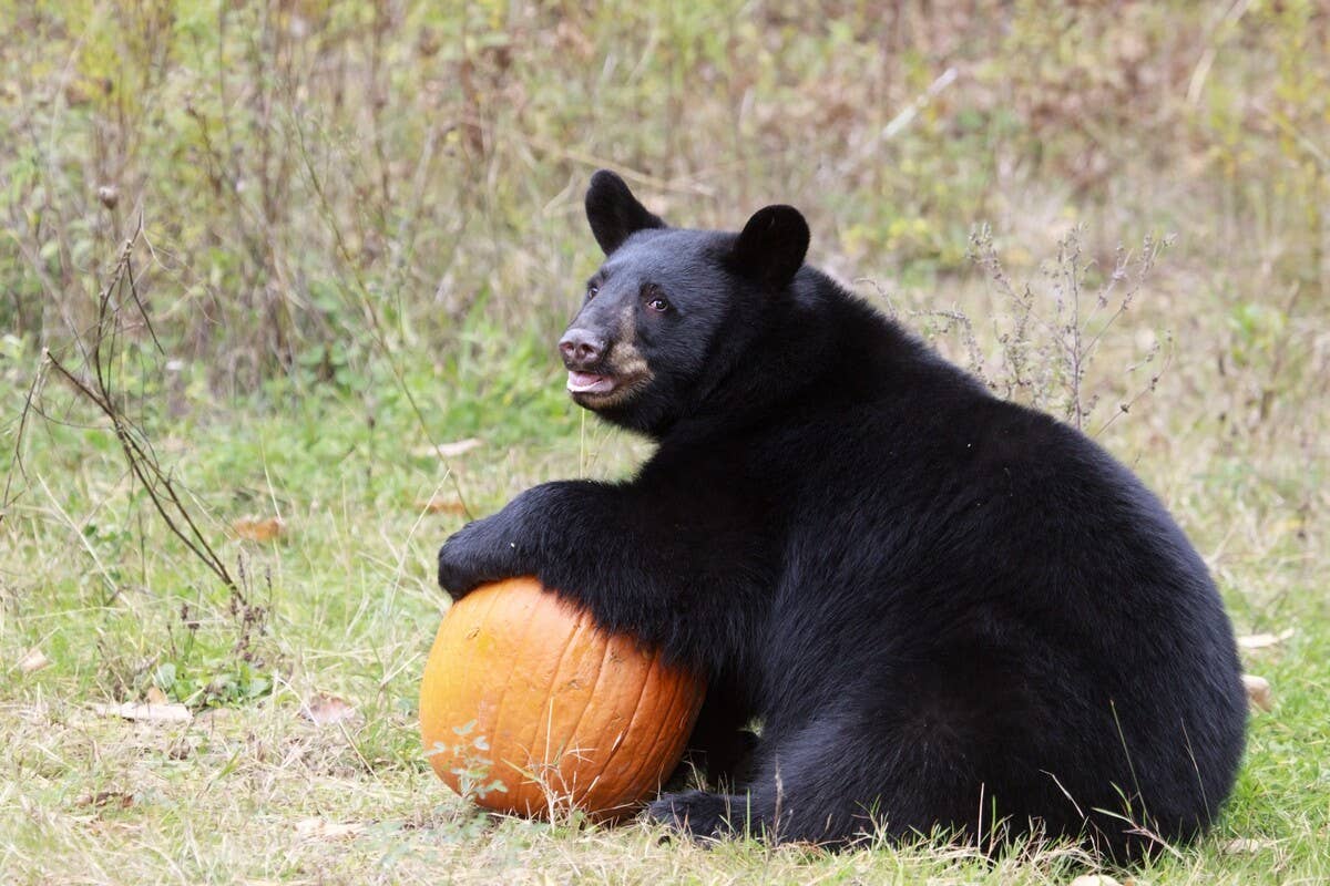 Bear Cubs Playing With Pumpkins Are the Most Joyous Little Goofballs ...