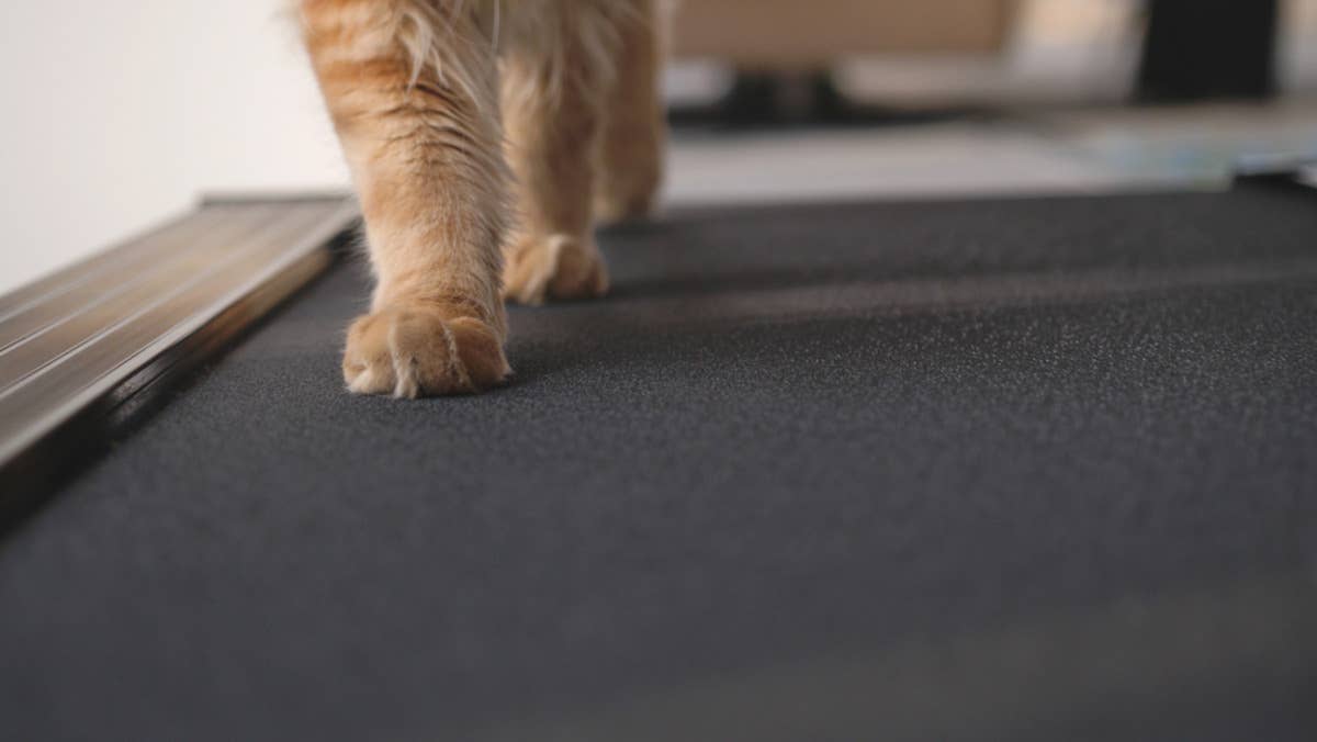 Overweight Cat Learns to Walk On the Treadmill and People Can’t Get ...