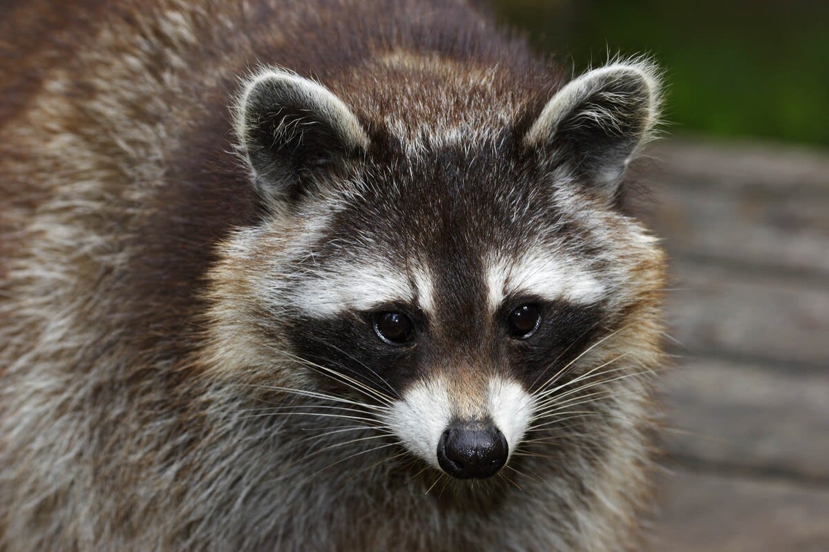 Feisty Raccoons Have a Splashing Good Bath Time, Just Like a Couple of ...