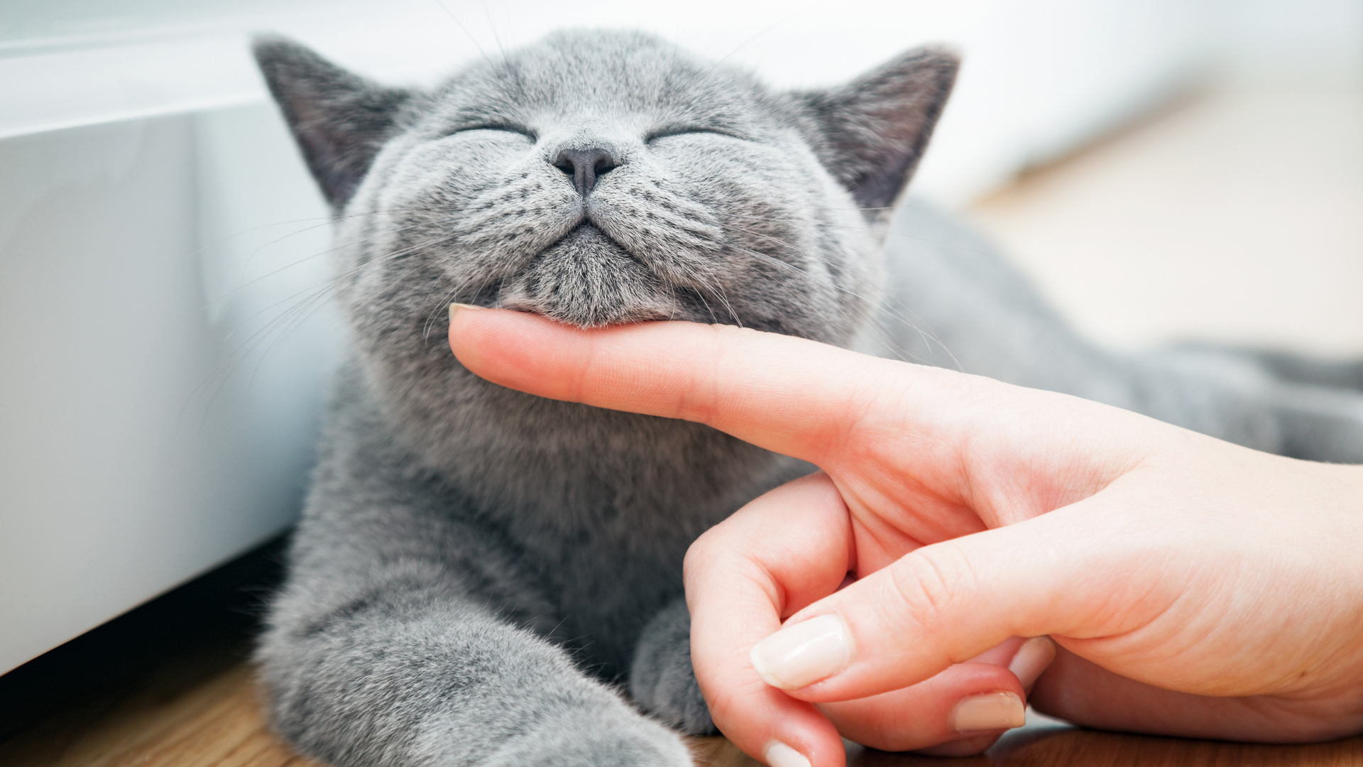 Gray Cat Makes It Very Clear That She Wants to Be Held — Right Meow ...