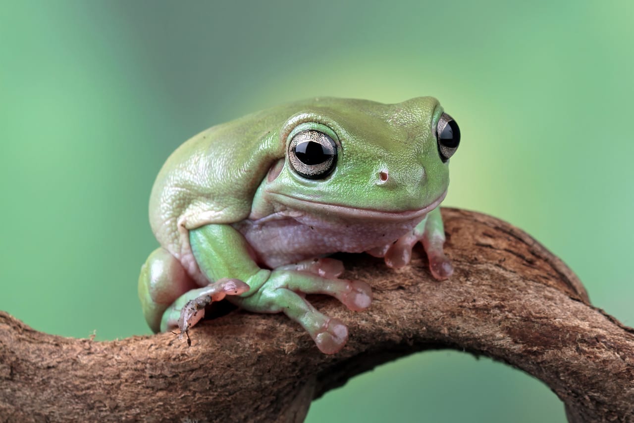 200+ Pet Frog Names That'll Make You Jump with Joy - PetHelpful