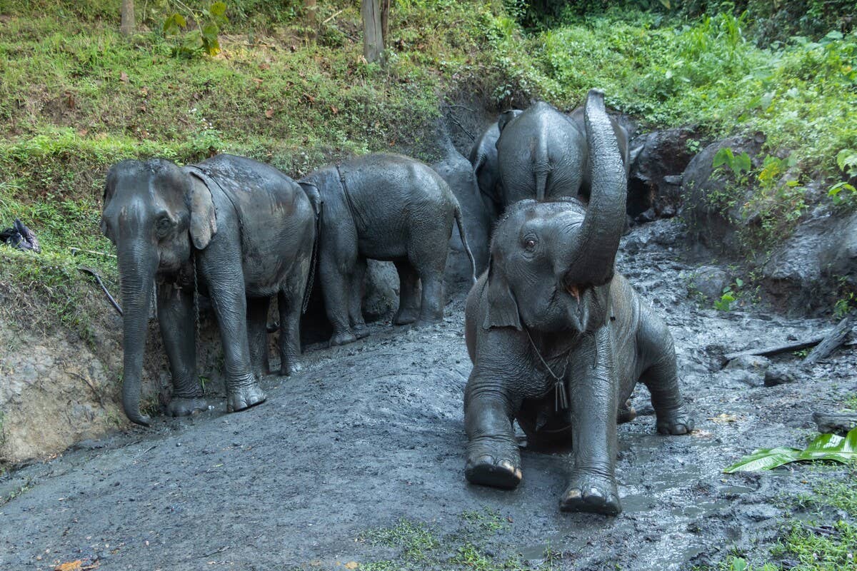 Happy Thai Elephants Playing in the Mud Like a Couple of Human Kids Is ...