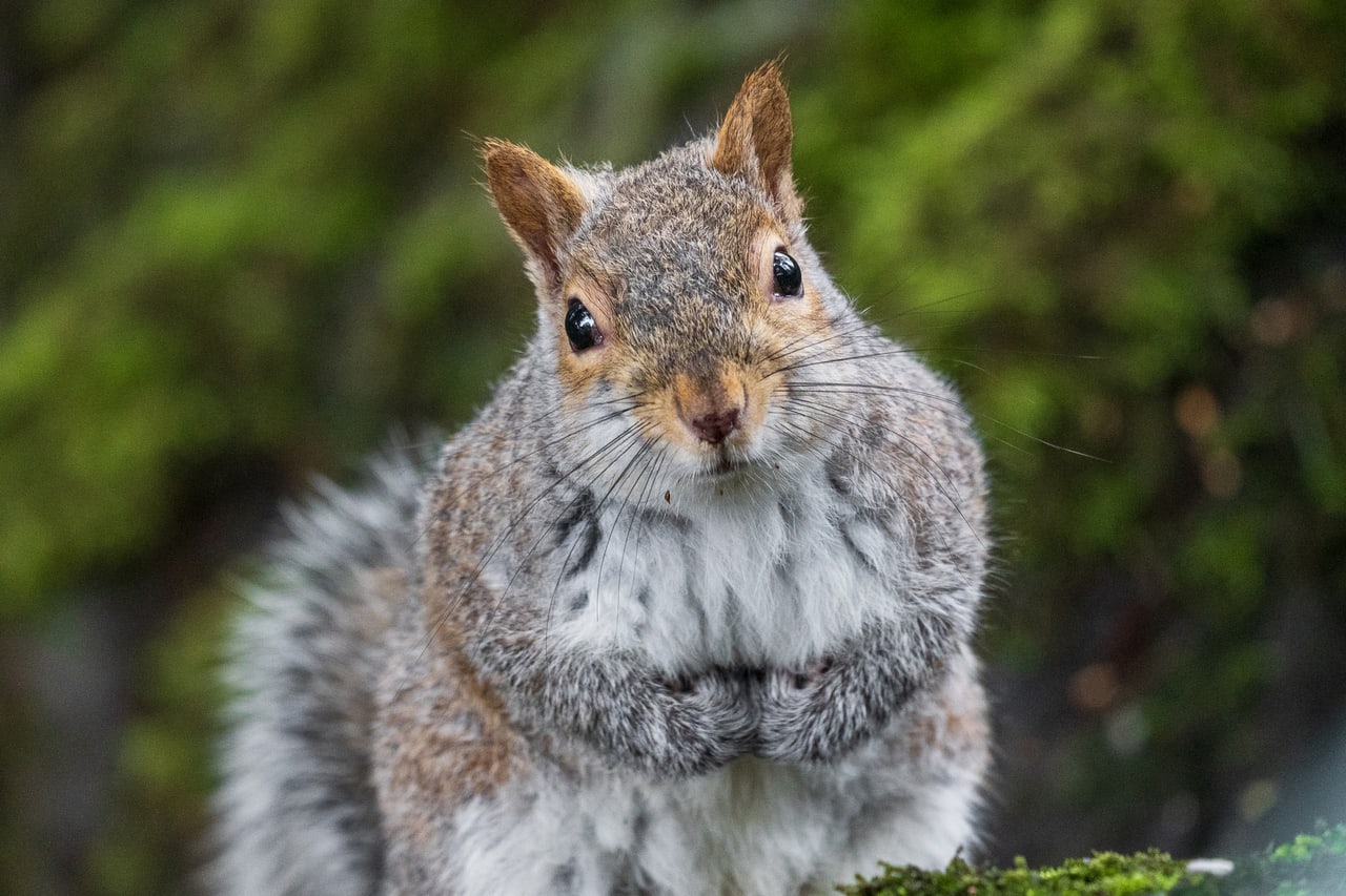 Best Squirrel Names: 400+ Cute Ideas for Your Fuzzy Friend - PetHelpful
