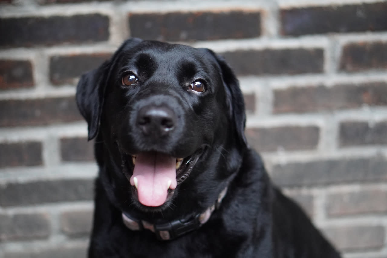 120+ Best Black Lab Names You'll Love (Male & Female) - PetHelpful