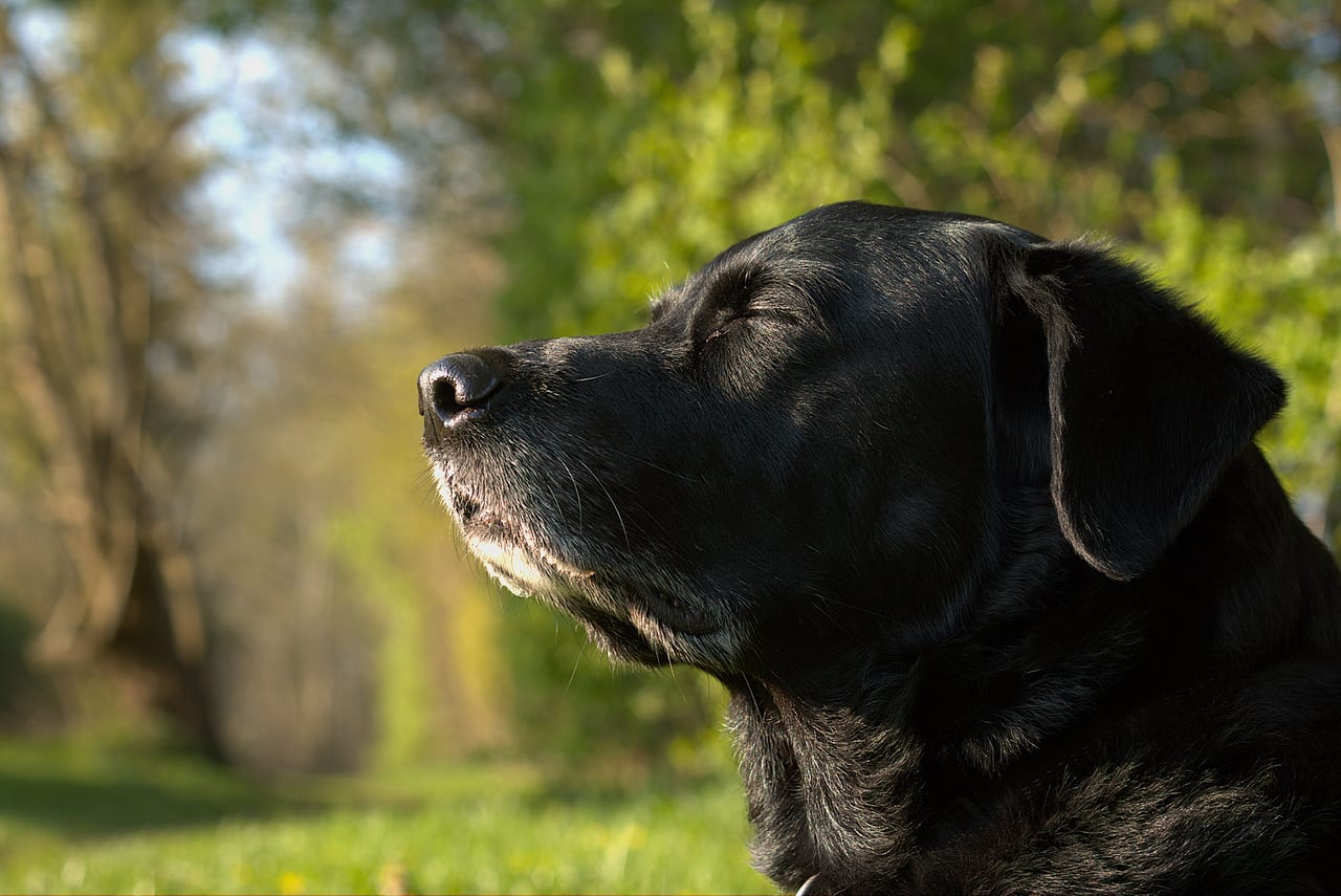120+ Best Black Lab Names You'll Love (Male & Female) - PetHelpful
