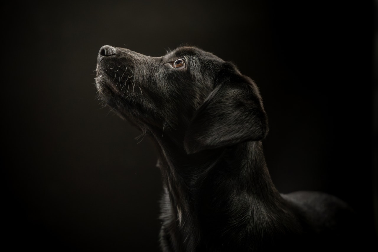 120+ Best Black Lab Names You'll Love (Male & Female) - PetHelpful