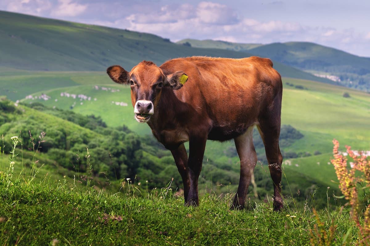 Excited Cow Jumps For Joy When Dad Brings Home a Trailer Filled With ...