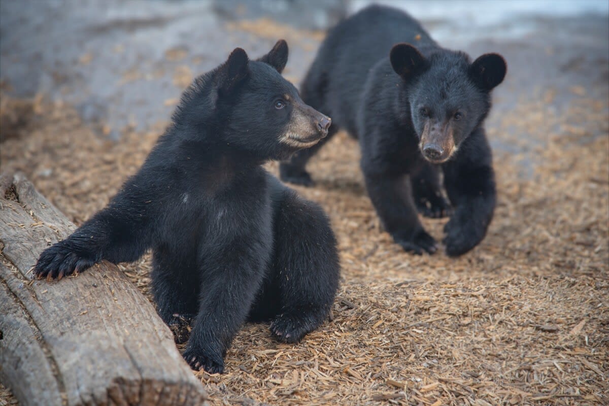 Black Bear Cubs' Precious Playground Antics Give off Total Human Kid ...