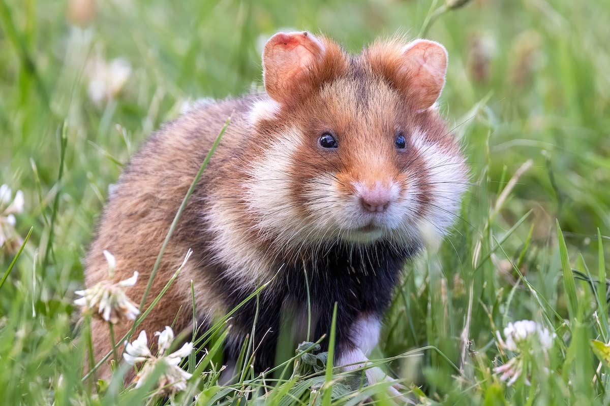 Wildlife Photographer's Encounter With Rare Wild Hamsters Has Everyone ...
