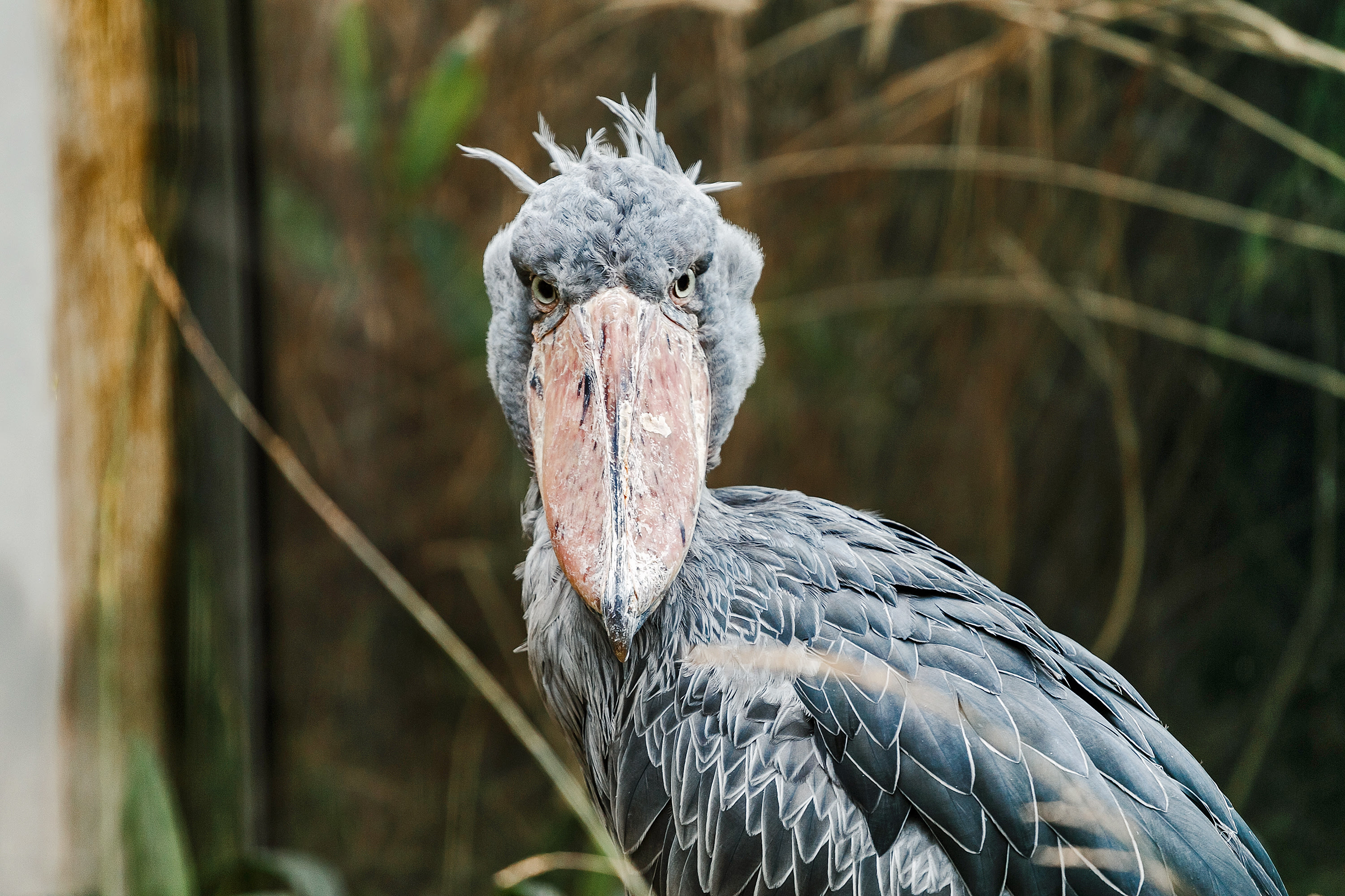 Shoebill Stork Looks Like a Broken ‘Five Night’s at Freddy’s ...