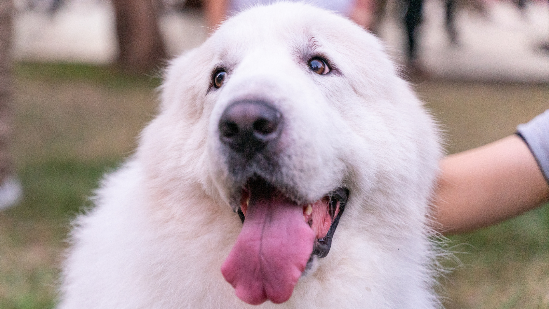 Great Pyrenees Arguing His Case to Mom Before the Dog Walker Arrives Is ...