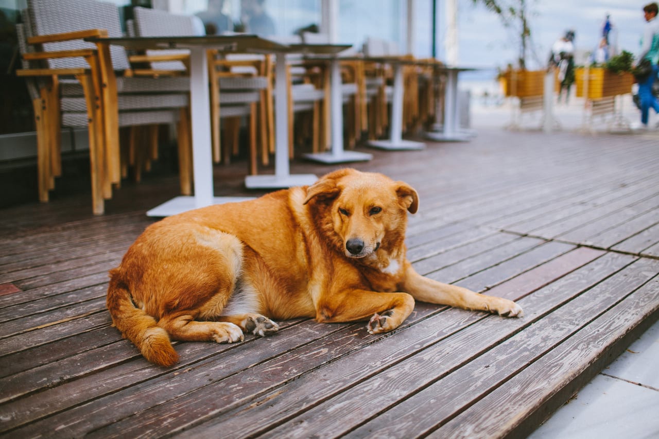 140+ Greek Dog Names With Meanings (God and Goddess) - PetHelpful