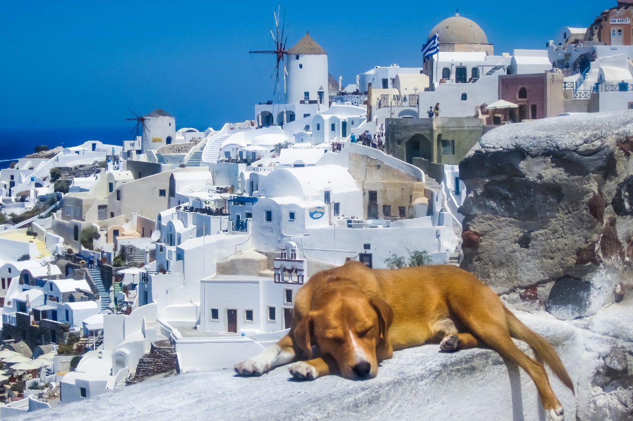 140+ Greek Dog Names With Meanings (God and Goddess) - PetHelpful