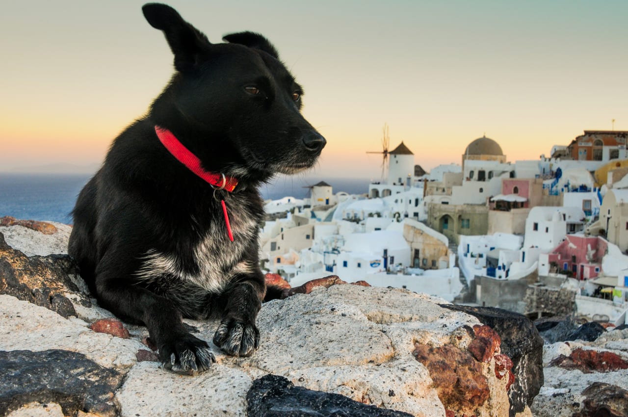 140+ Greek Dog Names With Meanings (God and Goddess) - PetHelpful