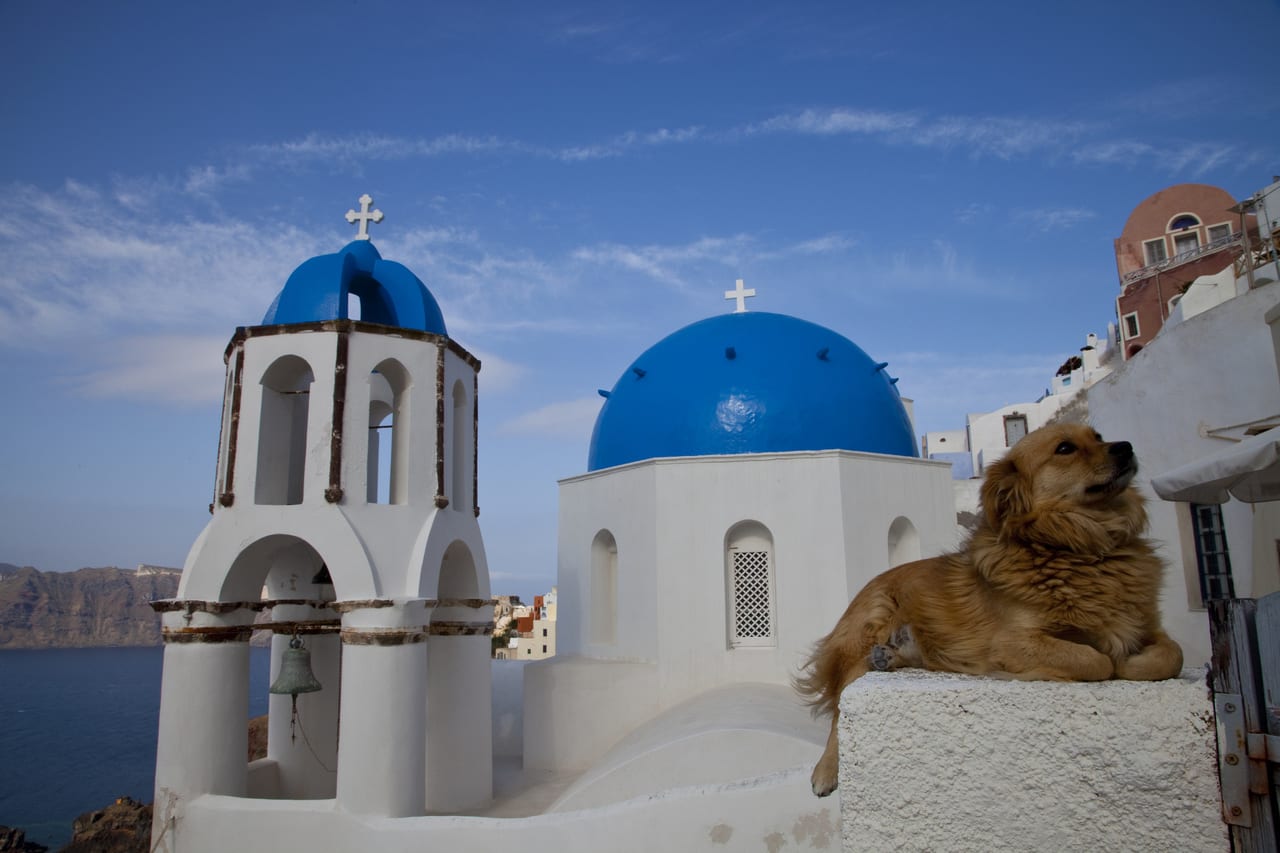 140+ Greek Dog Names With Meanings (God and Goddess) - PetHelpful