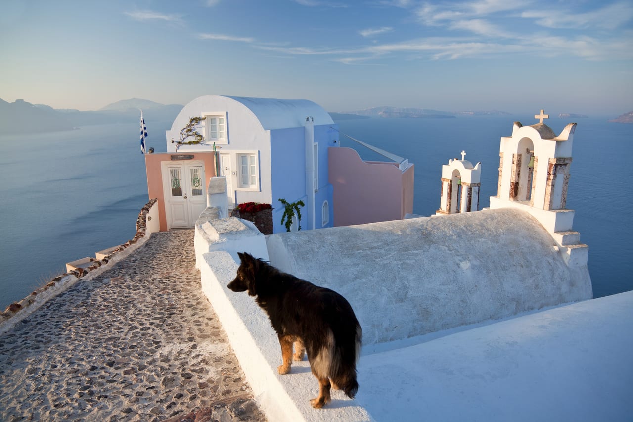 140+ Greek Dog Names With Meanings (God and Goddess) - PetHelpful