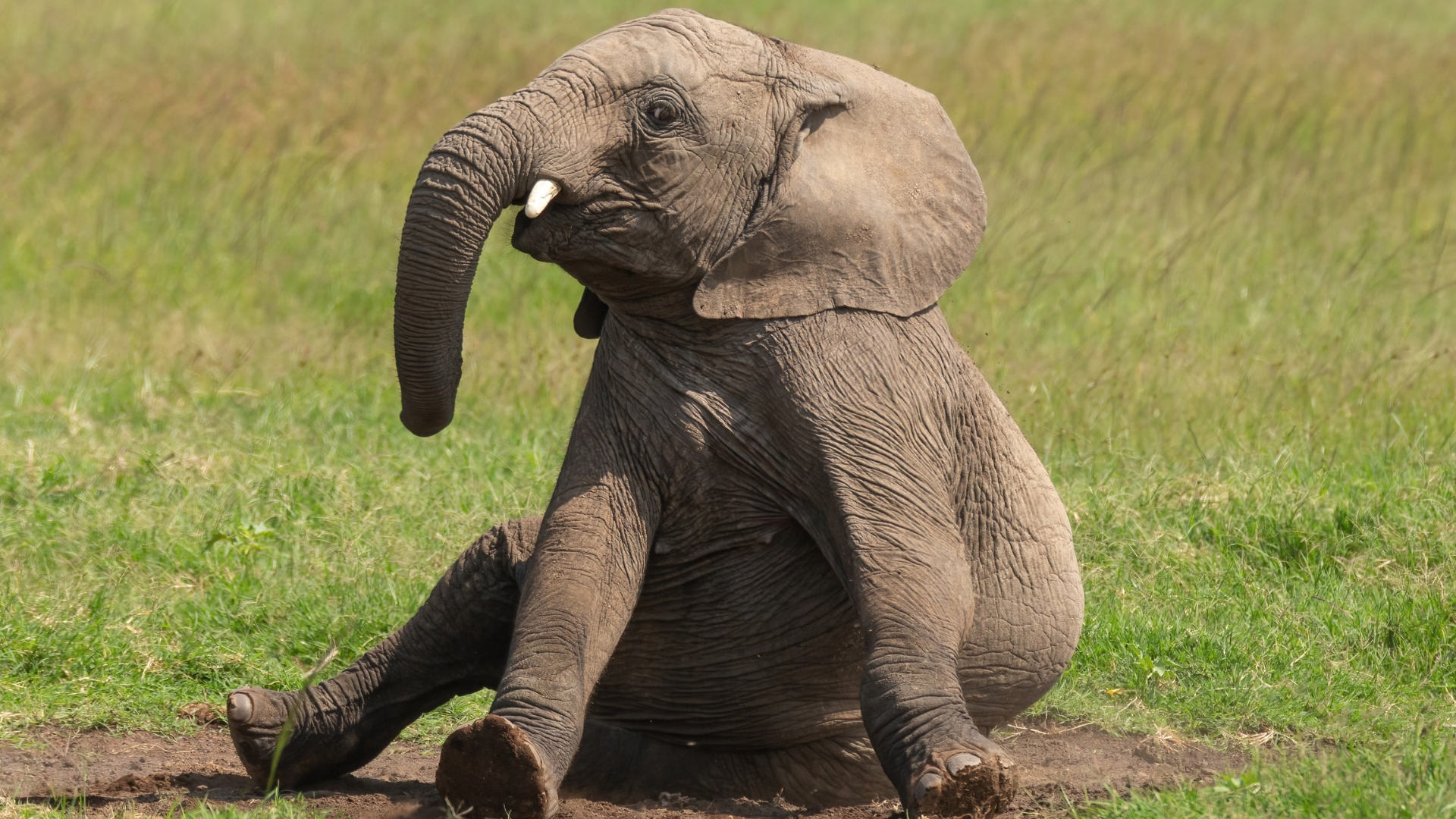 Orphaned Baby Elephant Learning to Be Part of a Herd Again Has Us ...