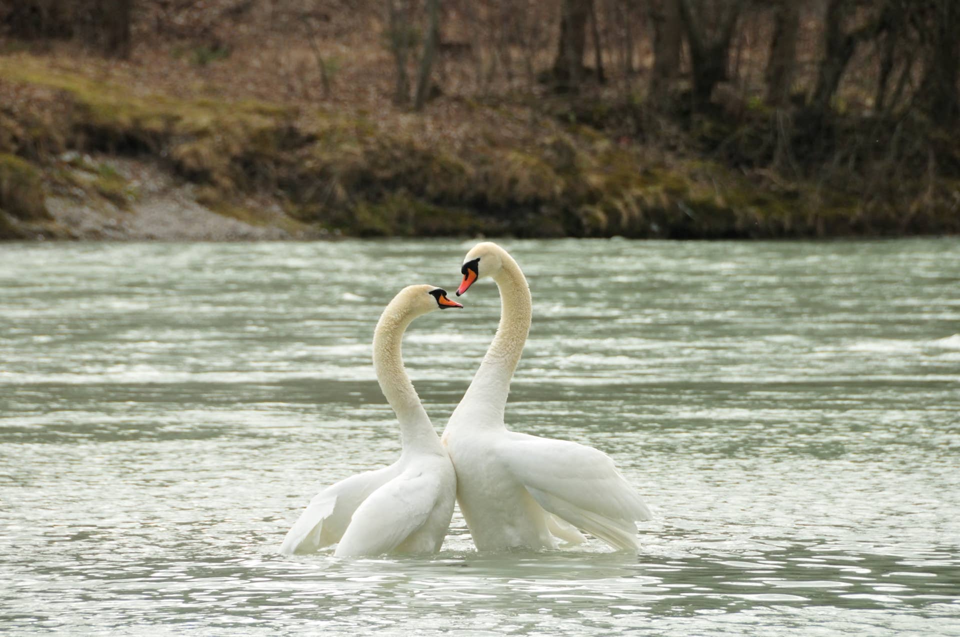 Swan Mates Reuniting After Two Weeks Apart Is So Beautiful - PetHelpful