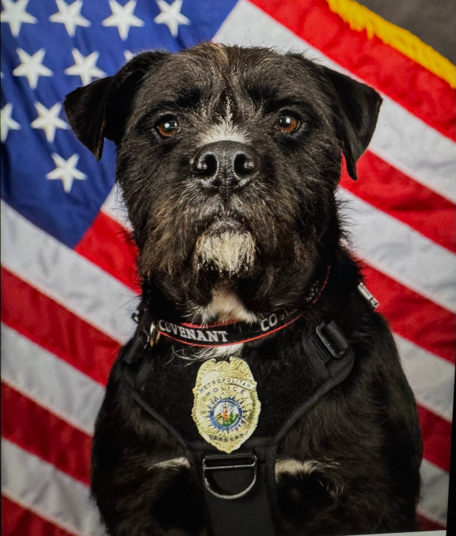 2025's Hero Dog Winner Has Such an Inspiring Backstory - PetHelpful
