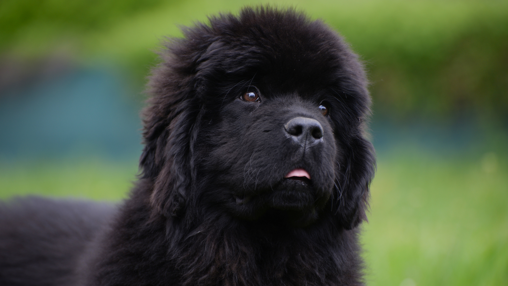 Newfie Puppy Has the Cutest Way of Saying Hi to Everyone During His ...