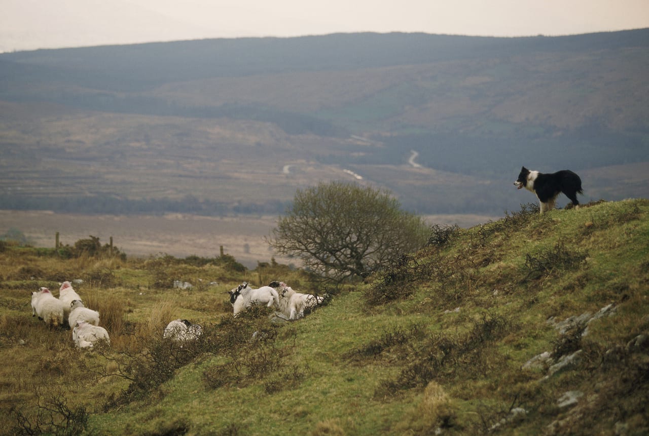 175+ Irish Dog Names With Meanings - PetHelpful