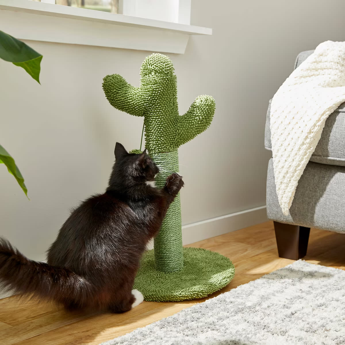 Chewy’s Adorable Cactus Scratcher Is a Total Hit - PetHelpful