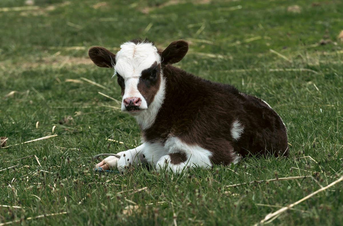 Rescued Calf With Heart-Shaped Birthmark Finds Love After Mom Rejects ...