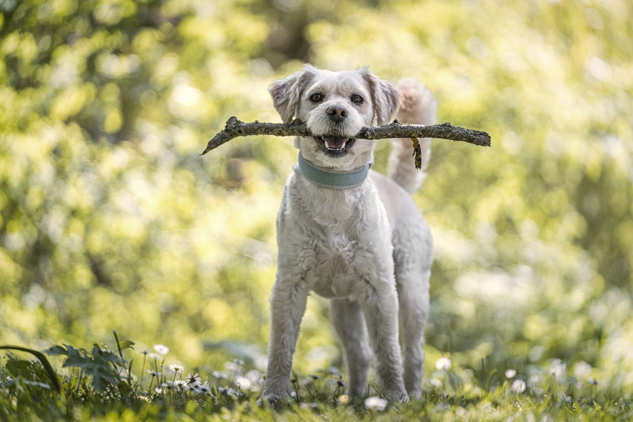 400+ Country Dog Names With Meanings - PetHelpful